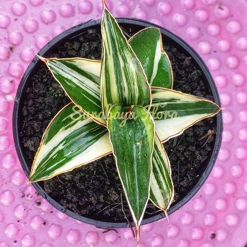 Jual Sansivera Robusta Dwarf Varigata Putih - Kota Surabaya - Surabaya ...