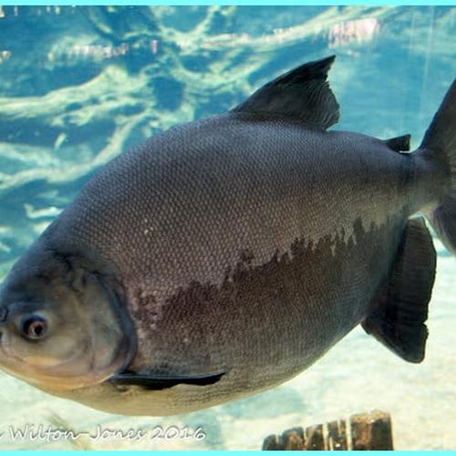 Jual ikan black pacu predator ikan pacu hitam hias air tawar - Jakarta ...