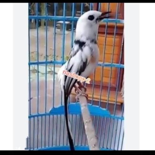 Jual burung murai medan panda mewah good looking - Jakarta Timur ...