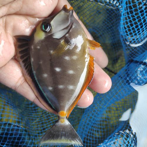 Jual ikan botana naso hitam / naso bali - Kab. Bekasi - Ollie Aquarium ...