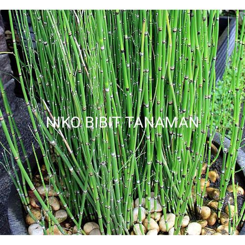 Jual TANAMAN BAMBU AIR HIAS SUPER - Kab. Bogor - UD. PANEN RAYA | Tokopedia