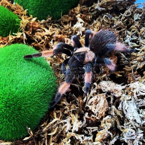 Jual Brachypelma Emilia / Mexican Red Leg Tarantula - female 9 cm ...