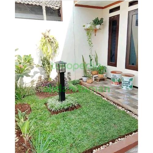 Jual Rumput Gajah Mini Rumput Gajah Rumput Gajah Mini Per Meter ...