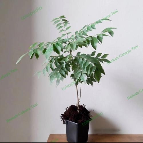 Jual Pohon Salam Koja-Pohon Daun Kare-Bibit Tanaman Daun Temurui - Kab ...