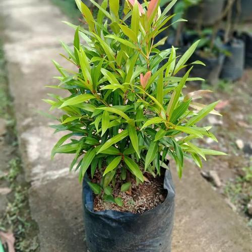 Jual tanaman pucuk merah / pohon pucuk merah - Jakarta Utara - Alam ...