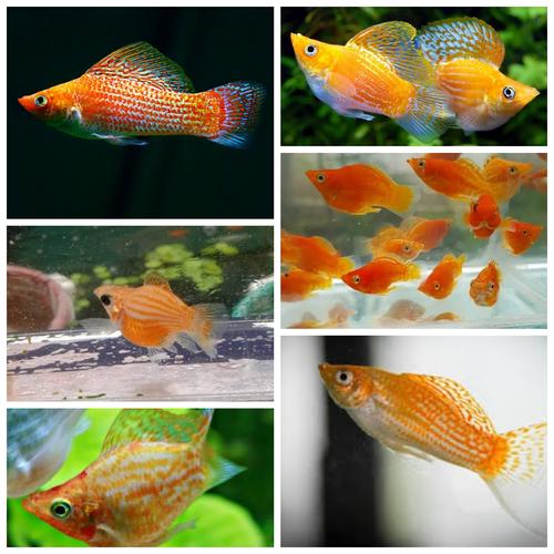 Jual Ikan Molly Balon - Molly Marble Oren - Ikan Hias Aquascape - Kota ...