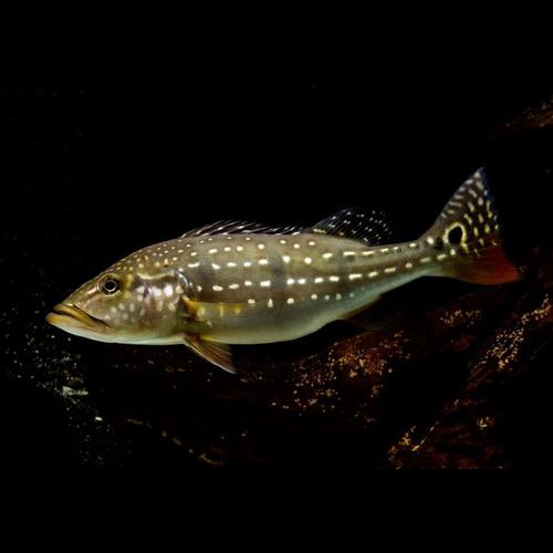 Jual Ikan Peacock Bass Temensis Pbass Temensis - Jakarta Timur ...