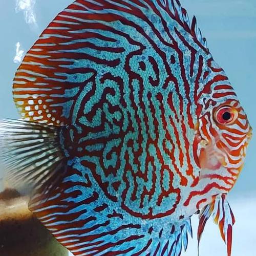 Jual ikan discus 1inch paket 10ekor - heckel cross, betina - Kab. Bogor ...