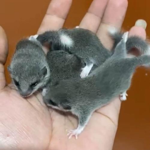 Jual African pygmy dormice - sepasang induka - Kab. Tangerang - Alianta ...