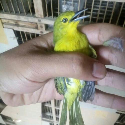 Jual Burung Cipoh Sirtu Bahan Ombyokan Sehat Gemuk Warna Kuning - Kota ...