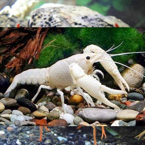 Jual Ikan Hias Lobster Putih Air Tawar - Crayfish Snow White - Kota ...