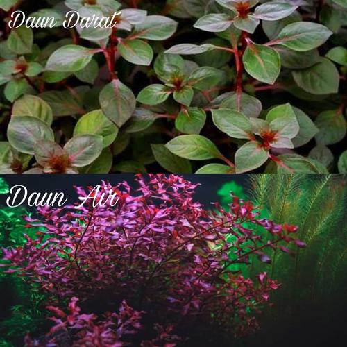 Jual Ludwigia Sp Red Aquascape - Tanaman Stemplant Hias Aquarium ...