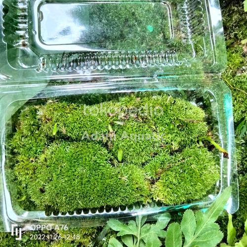 Jual Moss Mutiara Darat Moss Paludarium - Tanaman Hias Darat Terrarium ...