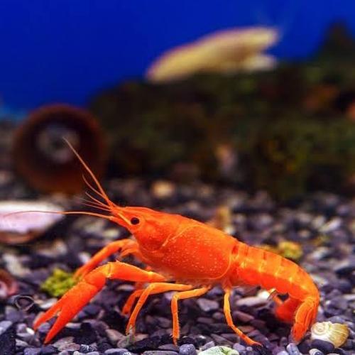 Promo Ikan Hias Lobster Merah Red Marlboro Air Tawar Aquarium - Neon ...