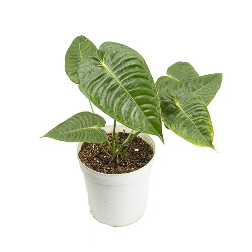 Jual Tanaman Hias Aroid Jenis Anthurium King Veitchii Mature Size - Kab ...