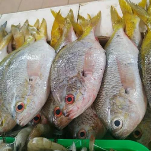 Jual Ikan Ekor Kuning Segar Fresh 1 kg - Kota Tangerang Selatan ...