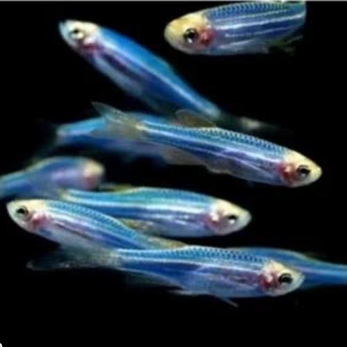 Jual Ikan hias danioglofish biru | ikan hias air tawar - Jakarta Barat ...