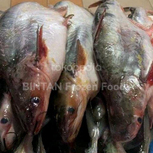 Jual Ikan Patin Segar Fresh 1 kg - 1 kg - Kota Tangerang Selatan ...