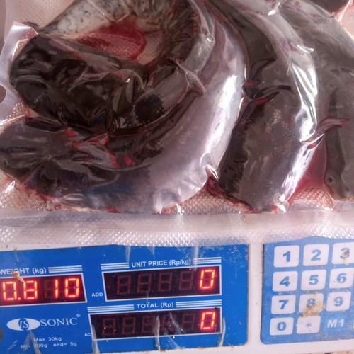 Jual daging ikan lele segar organik murah banget - Jakarta Timur ...