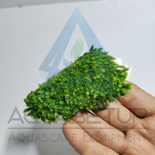 Jual Artificial Moss / Moss Diawetkan Untuk Dekorasi / Dekorasi Moss ...