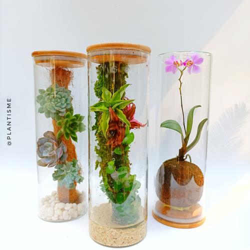 Jual Eternal Terrarium - Dendrobium Orchid × Cryptanthus Earth Star ...