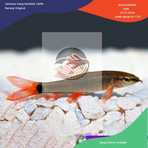 Jual IKAN HIAS REDFIN RED FIN SHARK RED TAIL / IKAN HIAS AQUASCAPE ...