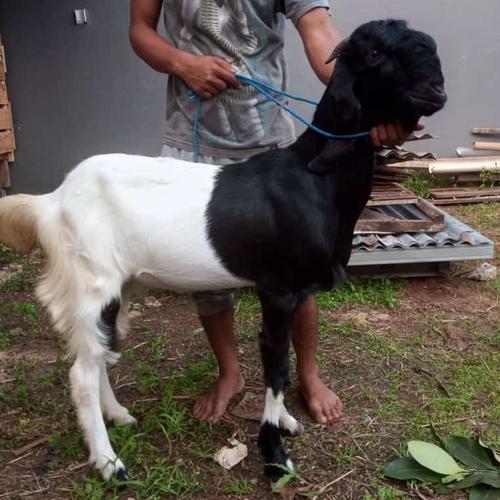 Jual kambing qurban 40kg+ - Jakarta Barat - MakanEnak&SERBA_KAMBING | Tokopedia