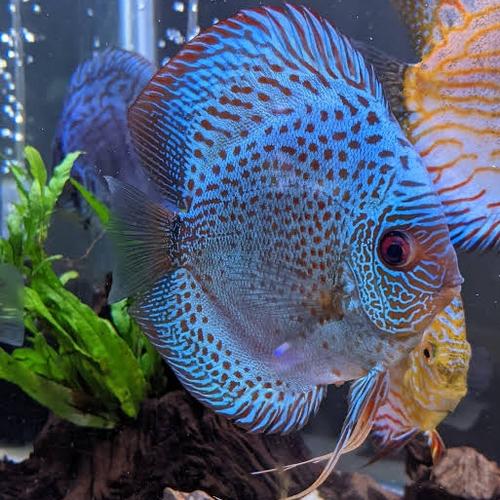 Jual Discus King Kobra Snake / Snake Skin Ukuran 1 inch - 2 cm - Kota ...