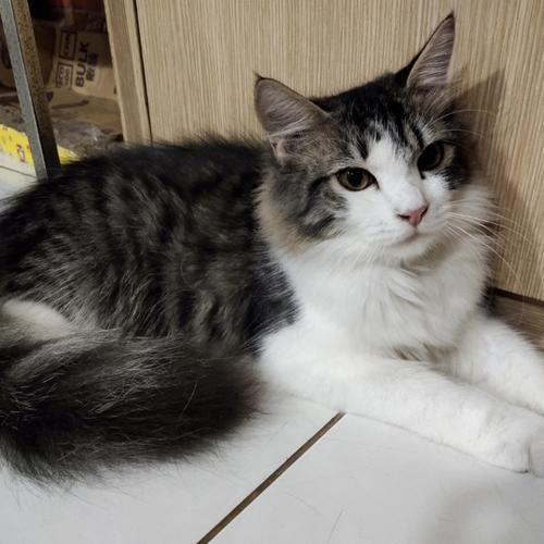 Jual Lepas Adopsi Kucing Persia Cakep Super Murah - Jakarta Utara ...