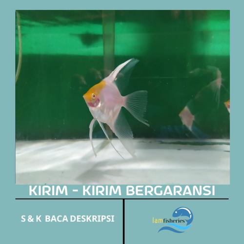 Jual MANFISH RED CAP ALBINO (RCA) SLAYER - Kab. Bogor - Iamfisheries ...