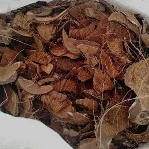 Jual batok/tempurung kelapa belah/pecah - Jakarta Utara - rose frozen ...