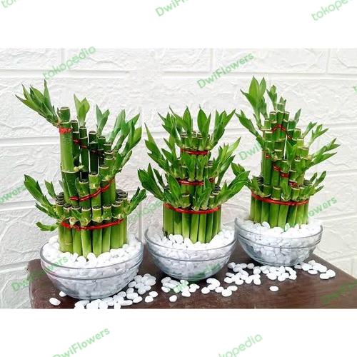 Promo Tanaman Hias Bambu Hoki + Pot Hitam / Tanaman Indoor Bambu China ...
