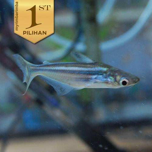 Jual Patin Hitam Ikan Hias Kolam Hiasan Aquarium Tanaman Air Aquascape ...
