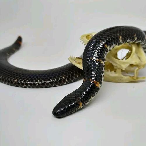Jual ular pipe snake pipa - Kota Madiun - tokopets_ya | Tokopedia