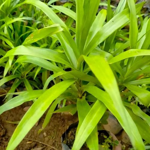 Jual pohon sujih-pohon sugih -pohon pewarna makanan tanaman hias - Kota ...