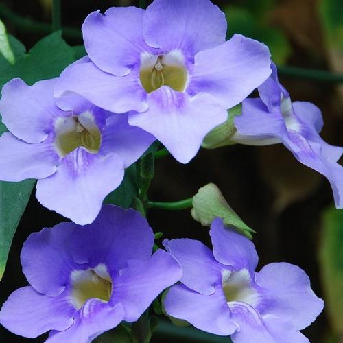 Promo Tanaman Hias Tumbergia Bunga Biru/Tanaman Rambat Morning Glory ...