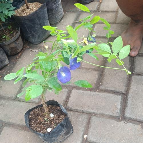 Jual tanaman bunga telang |salah satu jenis tanaman toga & tanaman ...