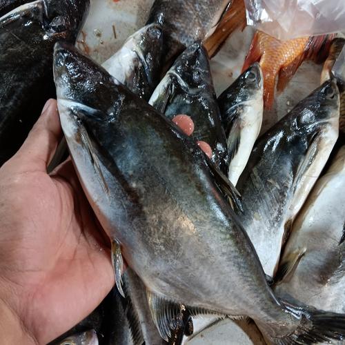 Jual ikan patin mati segar - 5 ons - Jakarta Selatan - ikan segar UD ...