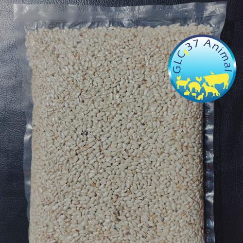 Jual BIJI SAFFLOWER SEED KUACI PAKAN BURUNG LOVEBIRD PARROT FALK DLL ...