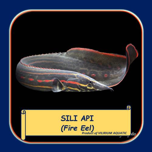 Jual IKAN HIAS AIR TAWAR - FIRE EEL aka SILI API - 16"(±40cm) - Jakarta ...