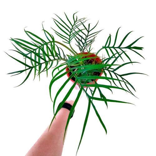 Jual Tanaman Hias Philodendron Tortum - Philo Tortum - Tanaman hias ...
