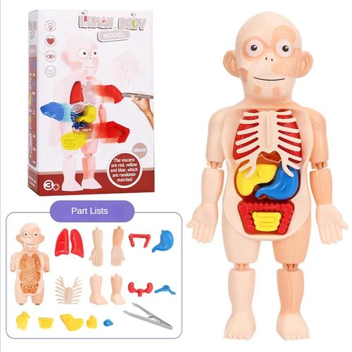 Jual Human Body Organ Model Mainan Edukasi Alat Peraga Edukasi Sains ...