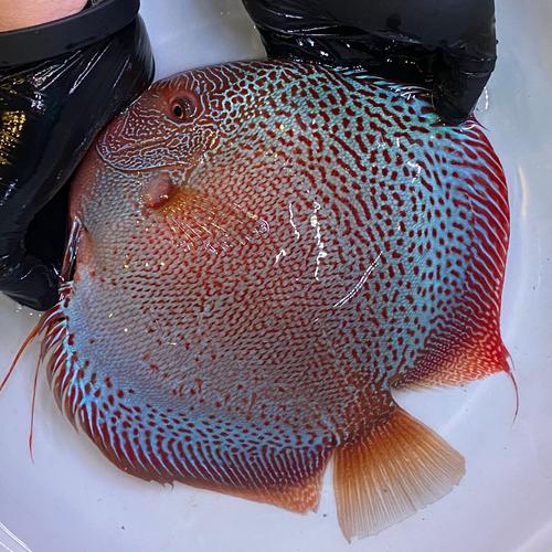 Jual Ikan Discus Red Snake Size 6" Male - Kota Bekasi - Meisa Musik ...