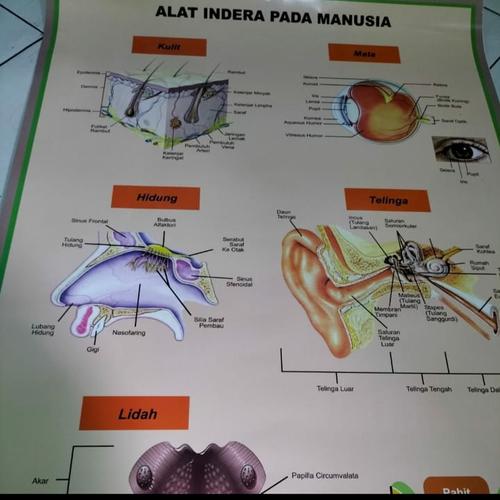 Jual Poster Alat Indra Pada Manusia - Kota Bekasi - TOKO WIJAYA7 ...