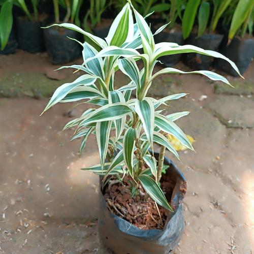 Promo Tanaman Hias Bambu Hoki Varigata Pohon Keberuntungan Srirejeki ...