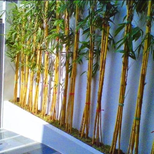 Jual tanaman bambu kuning 1 meter bambu kuning - Kota Depok - Bercocok ...