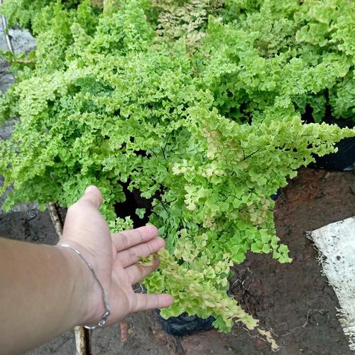 Jual suplir tanaman hias suplir rimbun tanaman suplir - Kab. Bogor ...