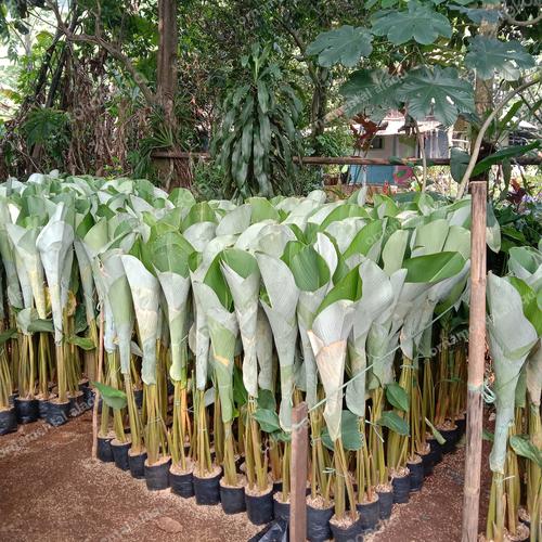 Jual tanaman hias calathea lutea tinggi 1 meter - perpolybek isi 2 ...