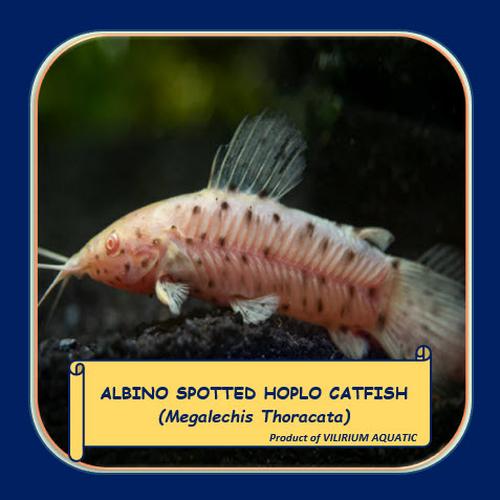 Jual IKAN HIAS AIR TAWAR - ALBINO SPOTTED HOPLO CATFISH - 2"(±5cm ...