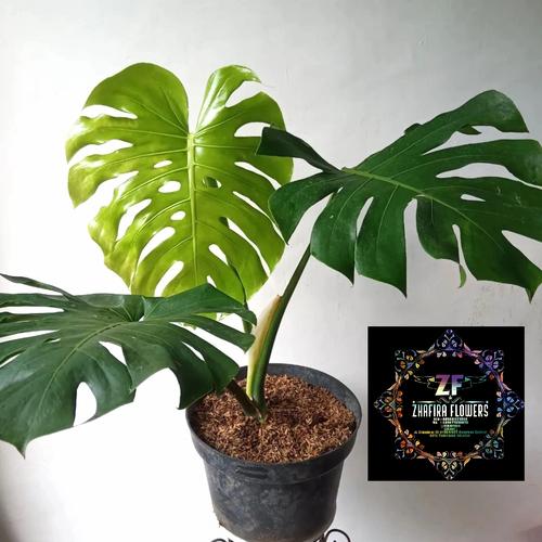 Jual Monstera king tanaman hias - Kota Tangerang Selatan - Zhafira ...